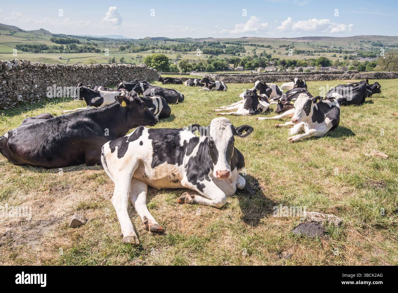 Black and white cows lying down in grazing pasture between Grassington ...