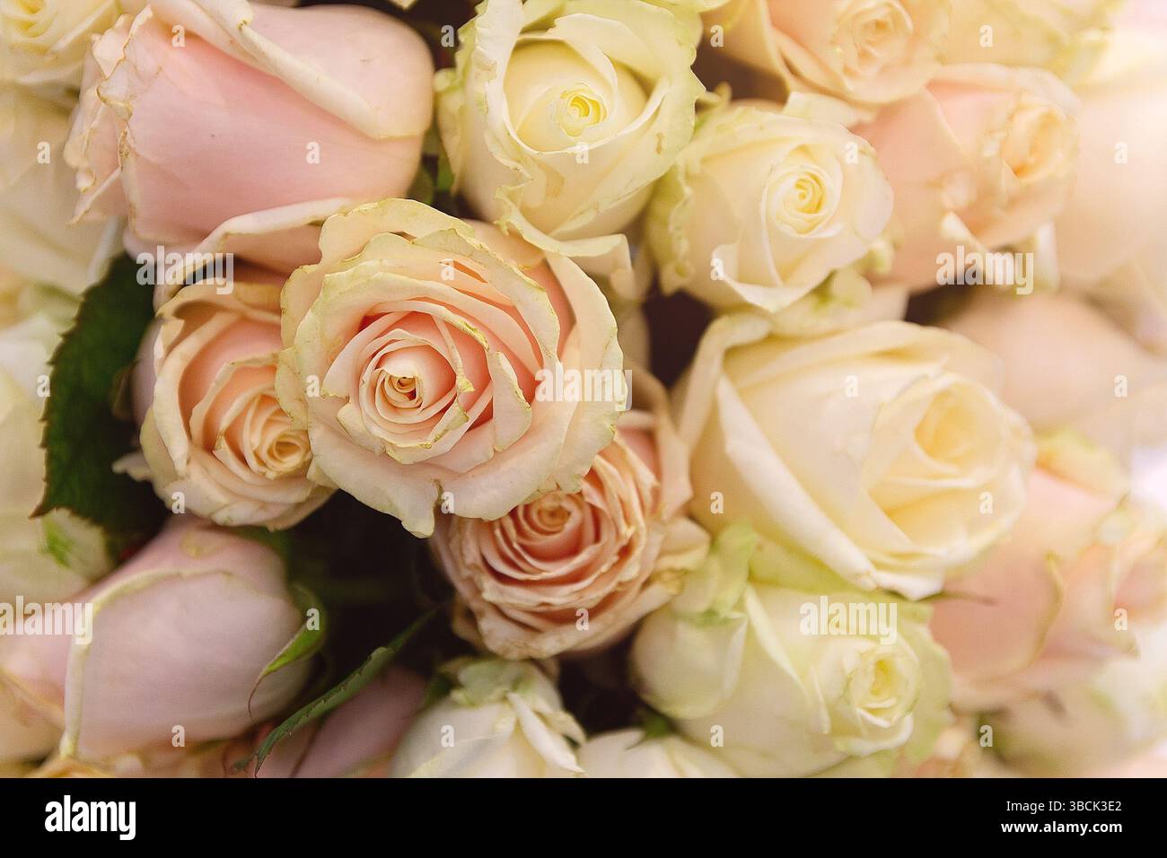 Fresh beautiful beige roses. Flowers Stock Photo - Alamy