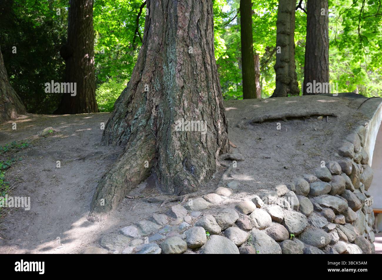 Gray tree trunk and the stacked stones Stock Photo - Alamy