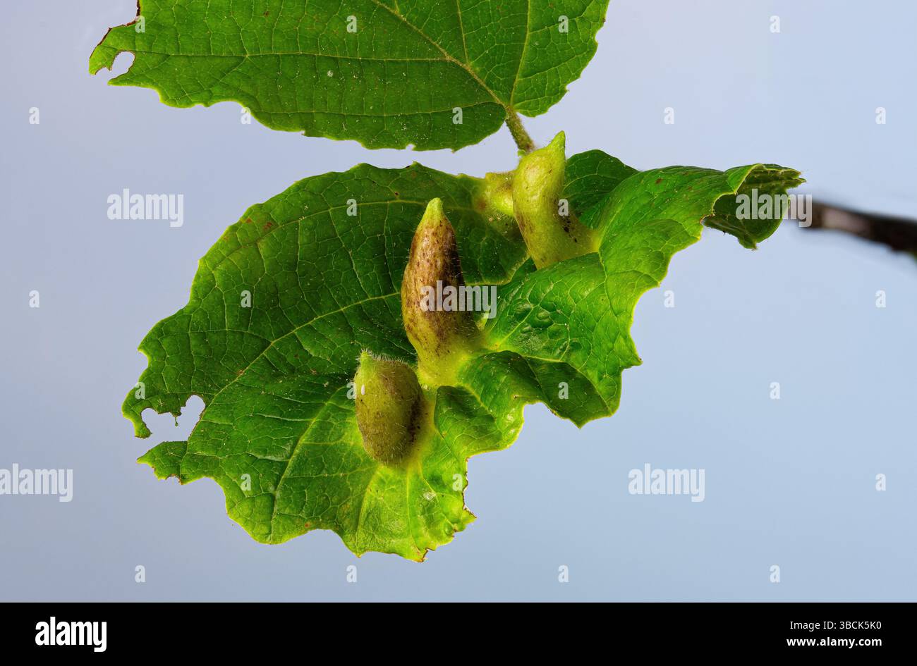 Cone galls on witch-hazel leaf, caused by the witch-hazel cone gall aphid (Hormaphis hamamelidis ...