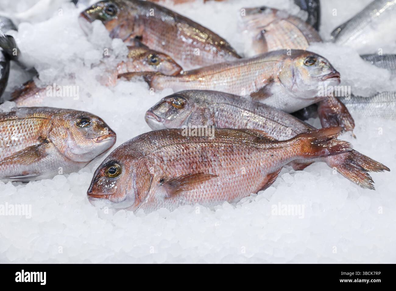 Freshly caught Porgy or Pagrus pagrus, seabream fishes on ice in Greek ...