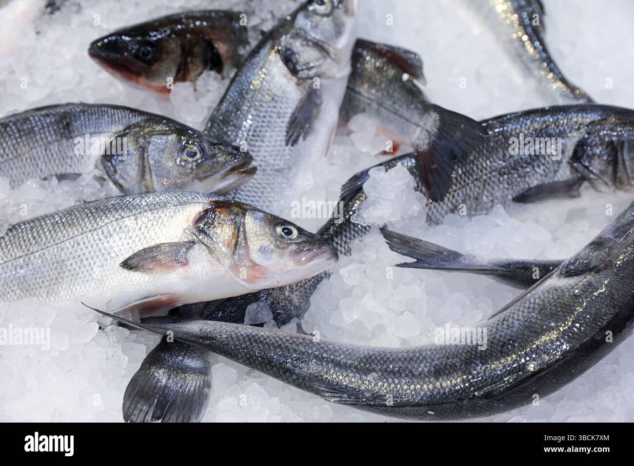 Fresh European seabass or Dicentrarchus labrax, lavpaki on ice in Greek ...