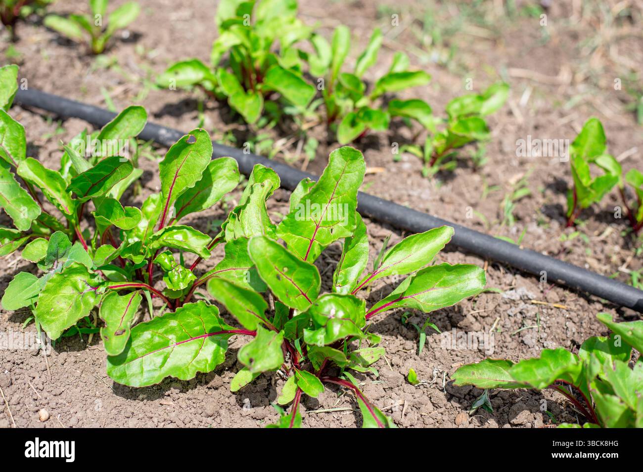 young beet sprouts on a bed with drip irrigation. Growing and watering ...