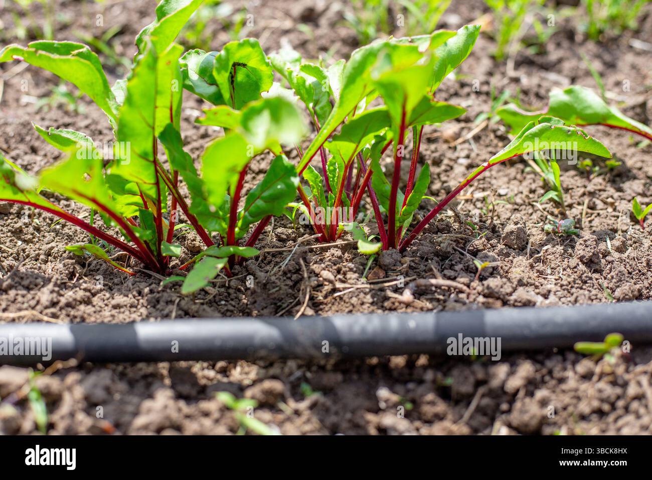 young beet sprouts on a bed with drip irrigation. Growing and watering vegetables in the garden ...