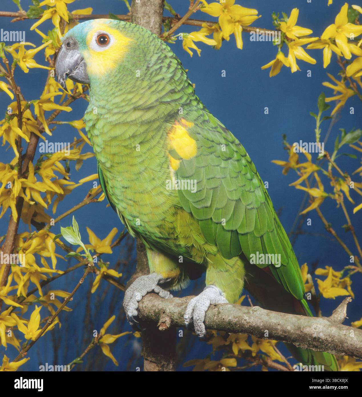 Blue-fronted Amazon (Amazona aestiva aestiva Stock Photo - Alamy