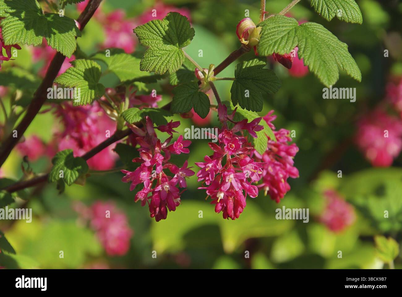 Ornamental currant, Flowering currant Stock Photo - Alamy