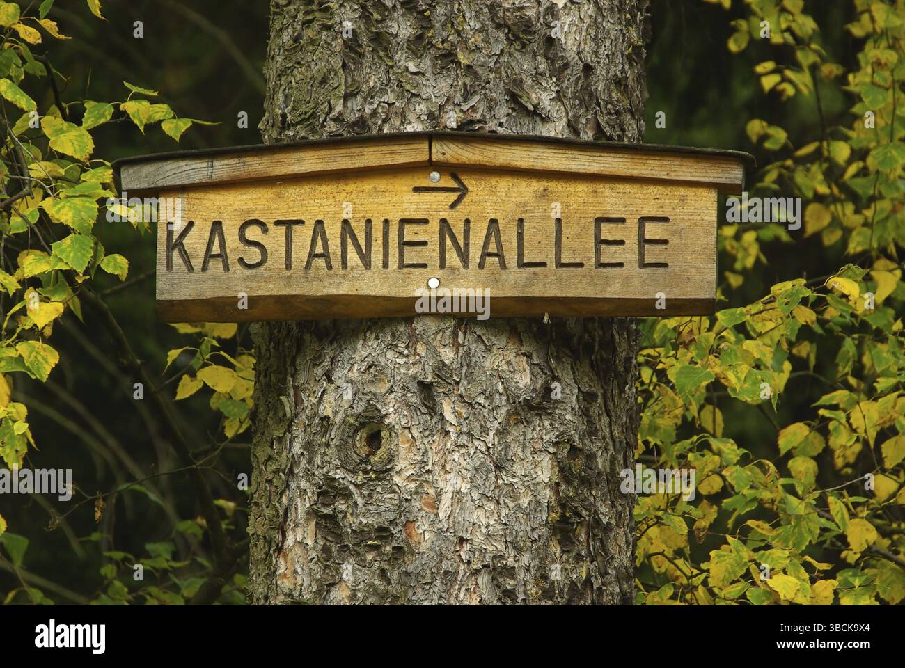 Chestnut avenue sign, chestnut walk sign Stock Photo - Alamy