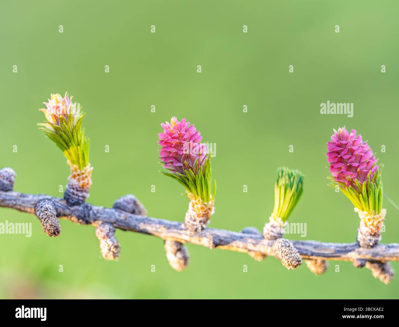 Larch tree fresh pink cones blossom at spring on nature background ...