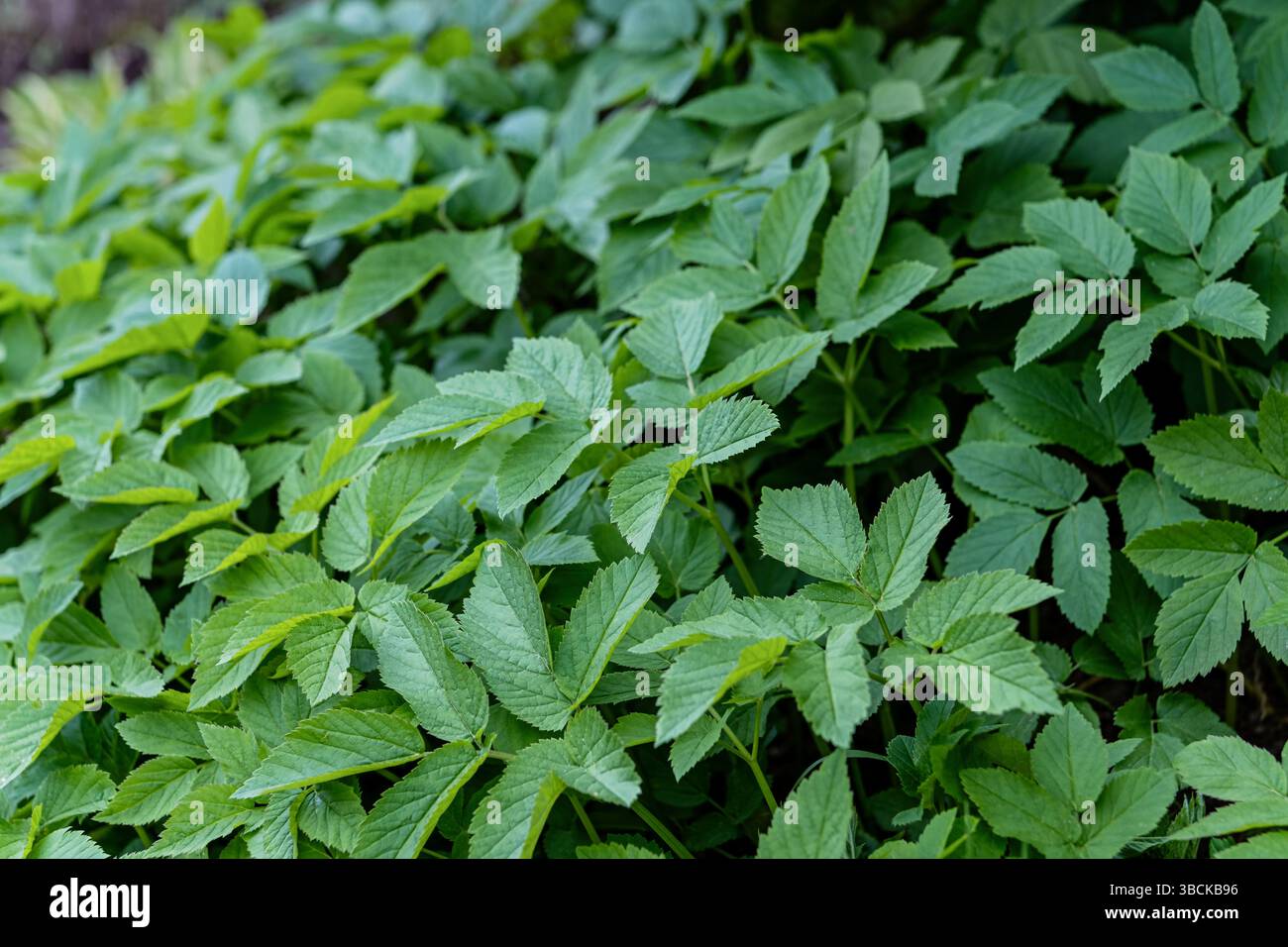 Dense ground cover of ground elder (Aegopodium podagraria). Close up ...