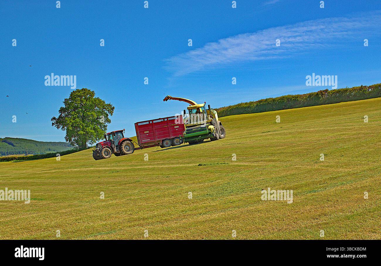 Krone Forager with Case Tractor & Silage trailer Stock Photo - Alamy
