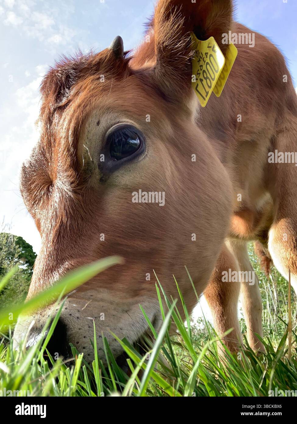 Grazing cow eating blades grass hi-res stock photography and images - Alamy