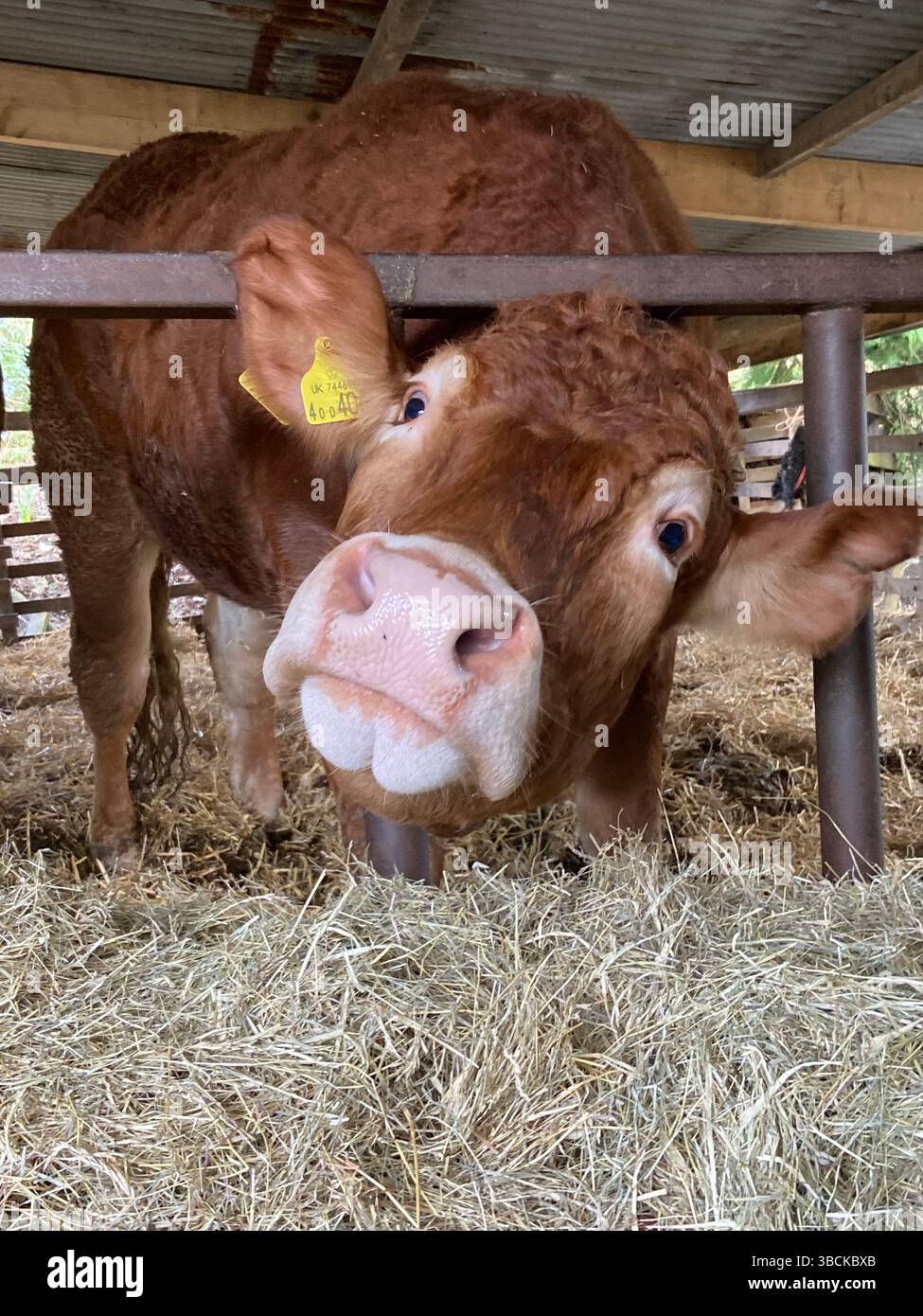 Limousin cattle herd hi-res stock photography and images - Alamy
