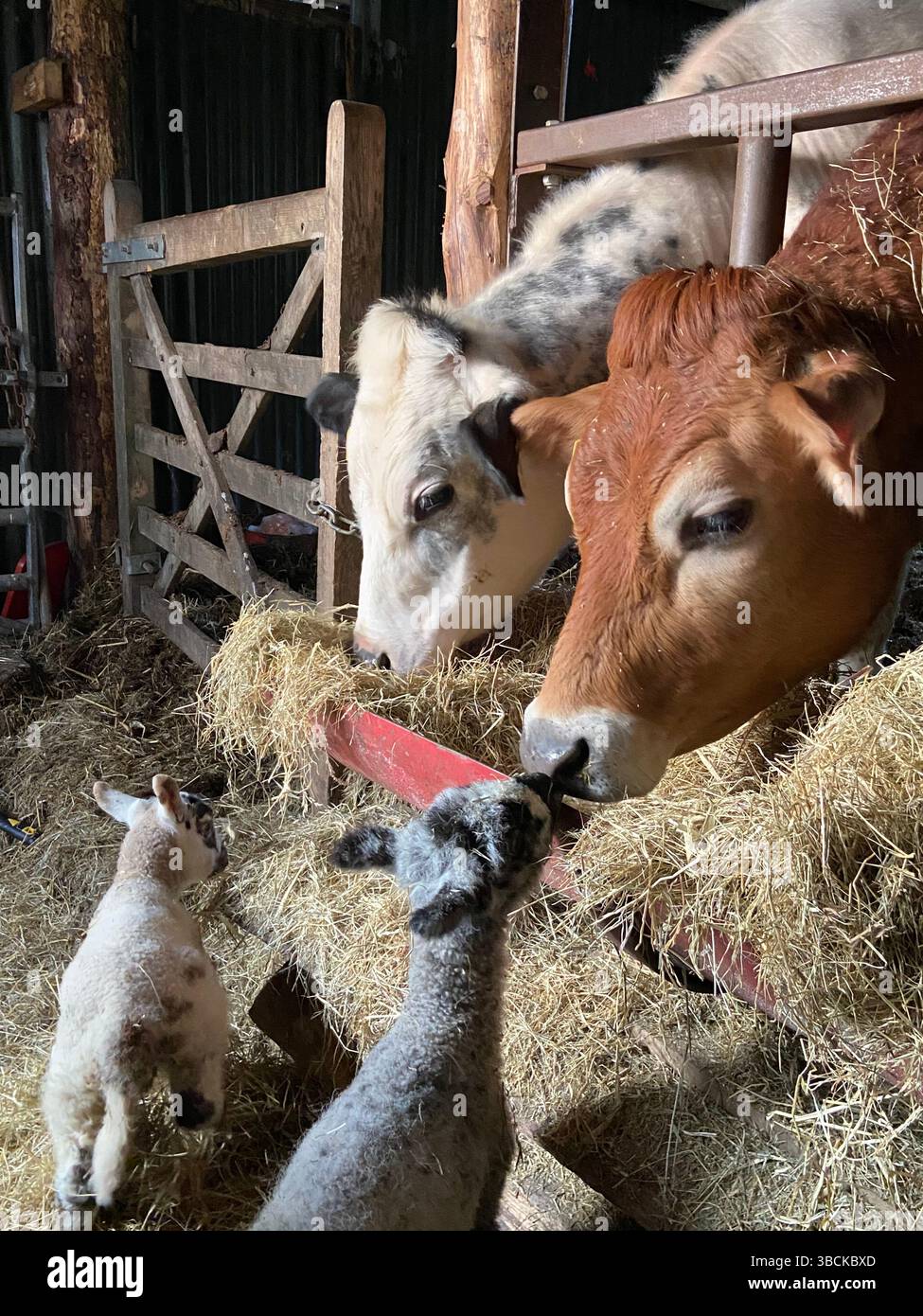 Kissing Pet Cows & Pet Lambs Stock Photo - Alamy