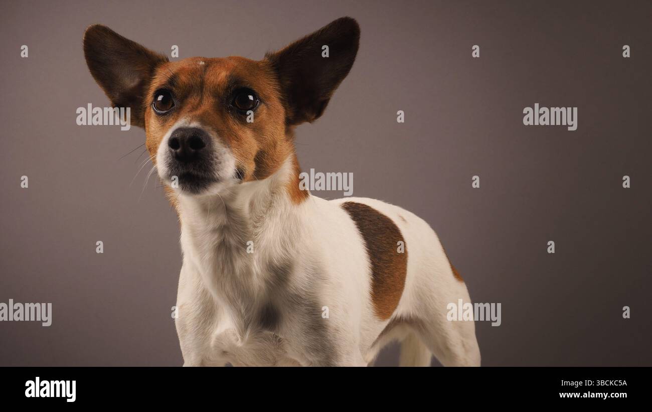 Portrait of a Jack Russell Terrier, studio shot Stock Photo - Alamy