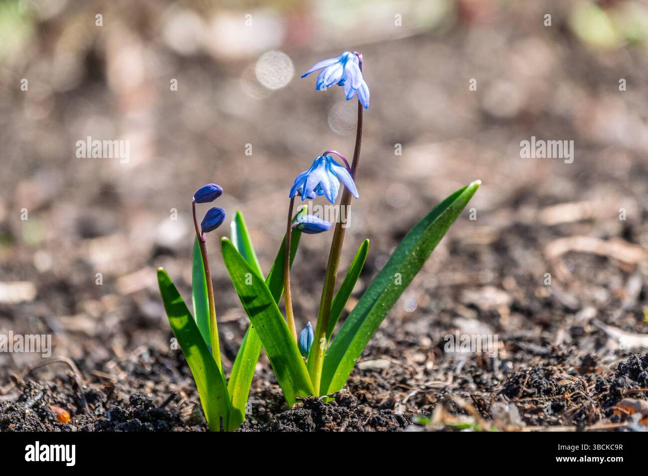 Blue flowers Siberian squill, wood squill, Scilla siberica meadow plant ...