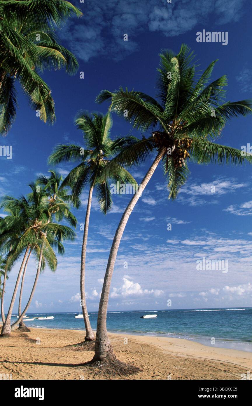 Coconut Palms (Arecaceae) (Cocos nucifera), Las Terrenas, Dominican Republic, Kokospalmen, Las ...