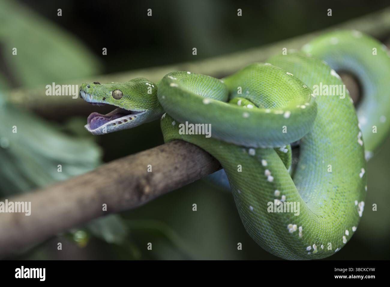 Montypythonoides hi-res stock photography and images - Alamy