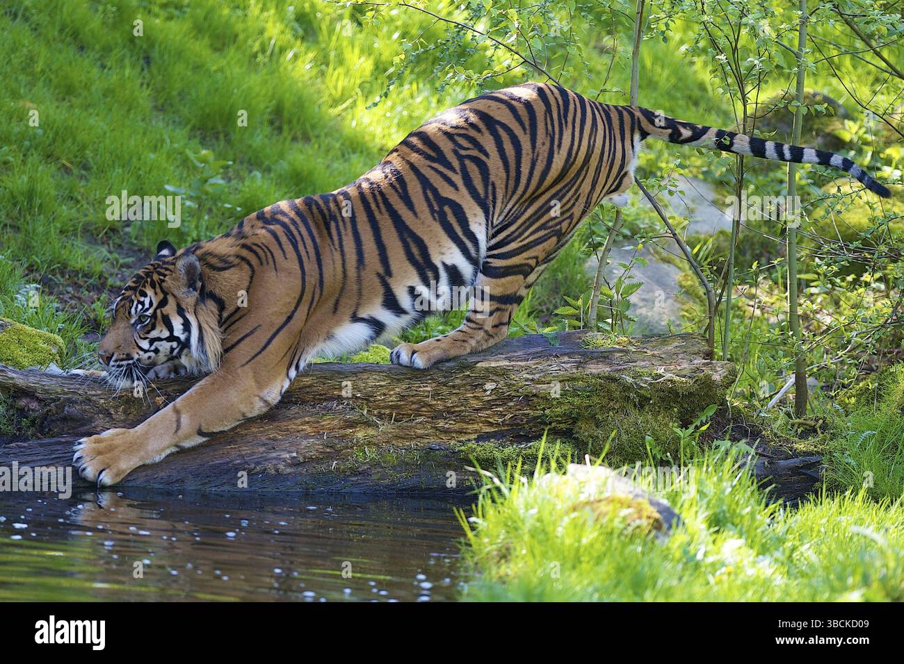 Altaica, amur, amur ti, animal, baby, beast, beautiful, beauty, big ...