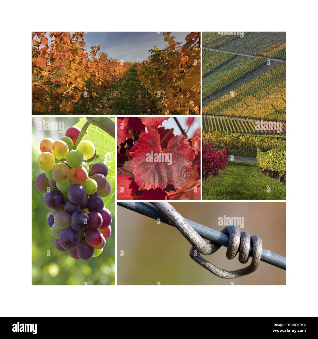 Vineyard cultivation Cut Out Stock Images & Pictures - Alamy
