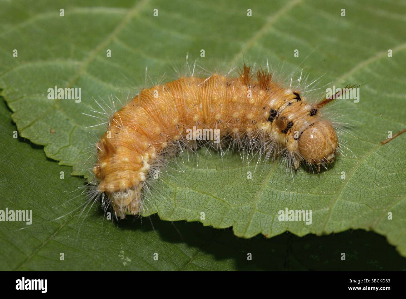 Walnut borer, Nut tree Tussock (Colocasia coryli Stock Photo - Alamy