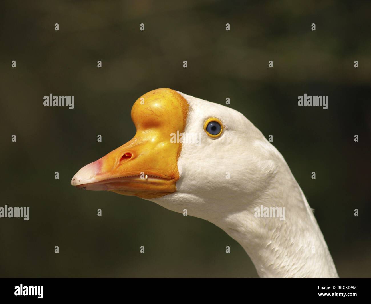 Domesticated chinese geese hi-res stock photography and images - Alamy