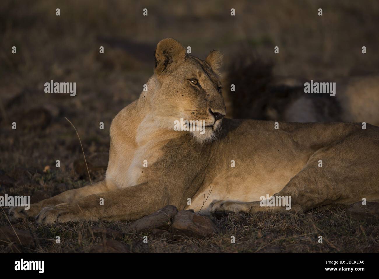 Adult, africa, african, animal, background, big, carnivore, cat ...