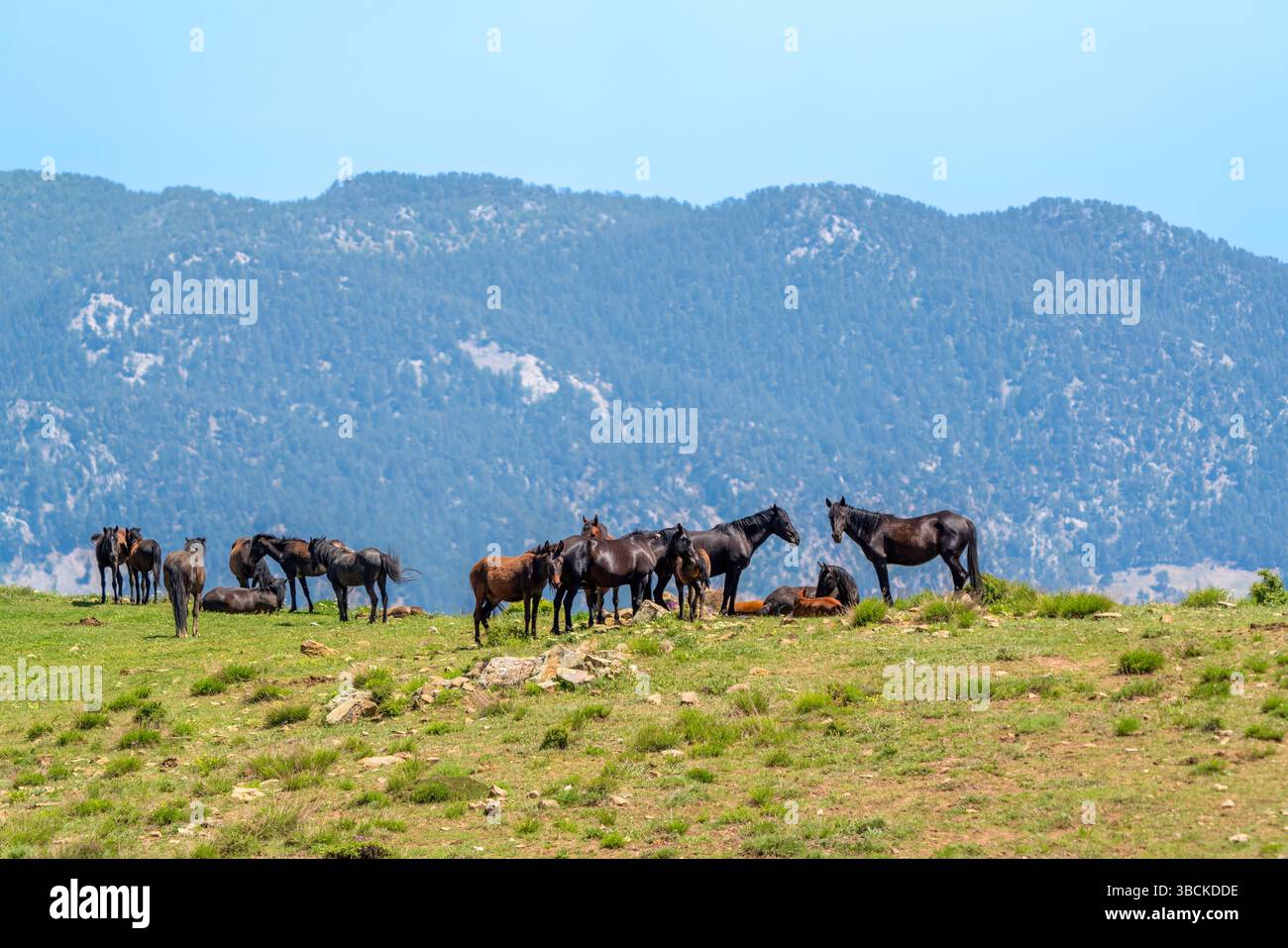 Herd wild horses in mountains hi-res stock photography and images - Alamy