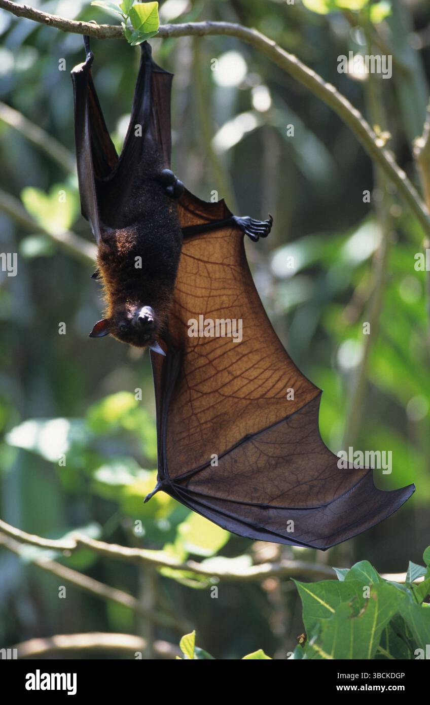 Red flying fox komodo hi-res stock photography and images - Alamy