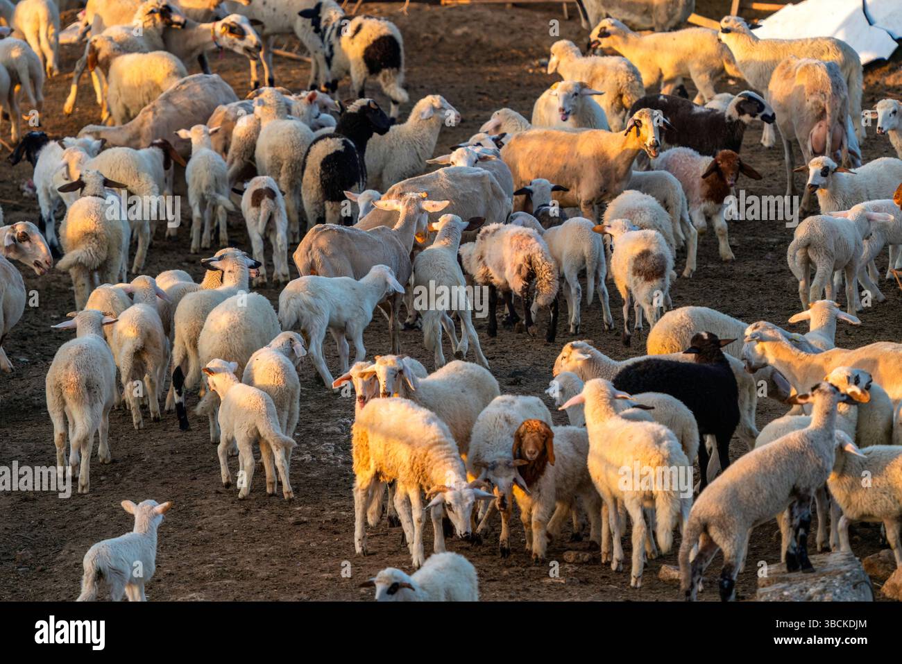 Flock farming hi-res stock photography and images - Alamy