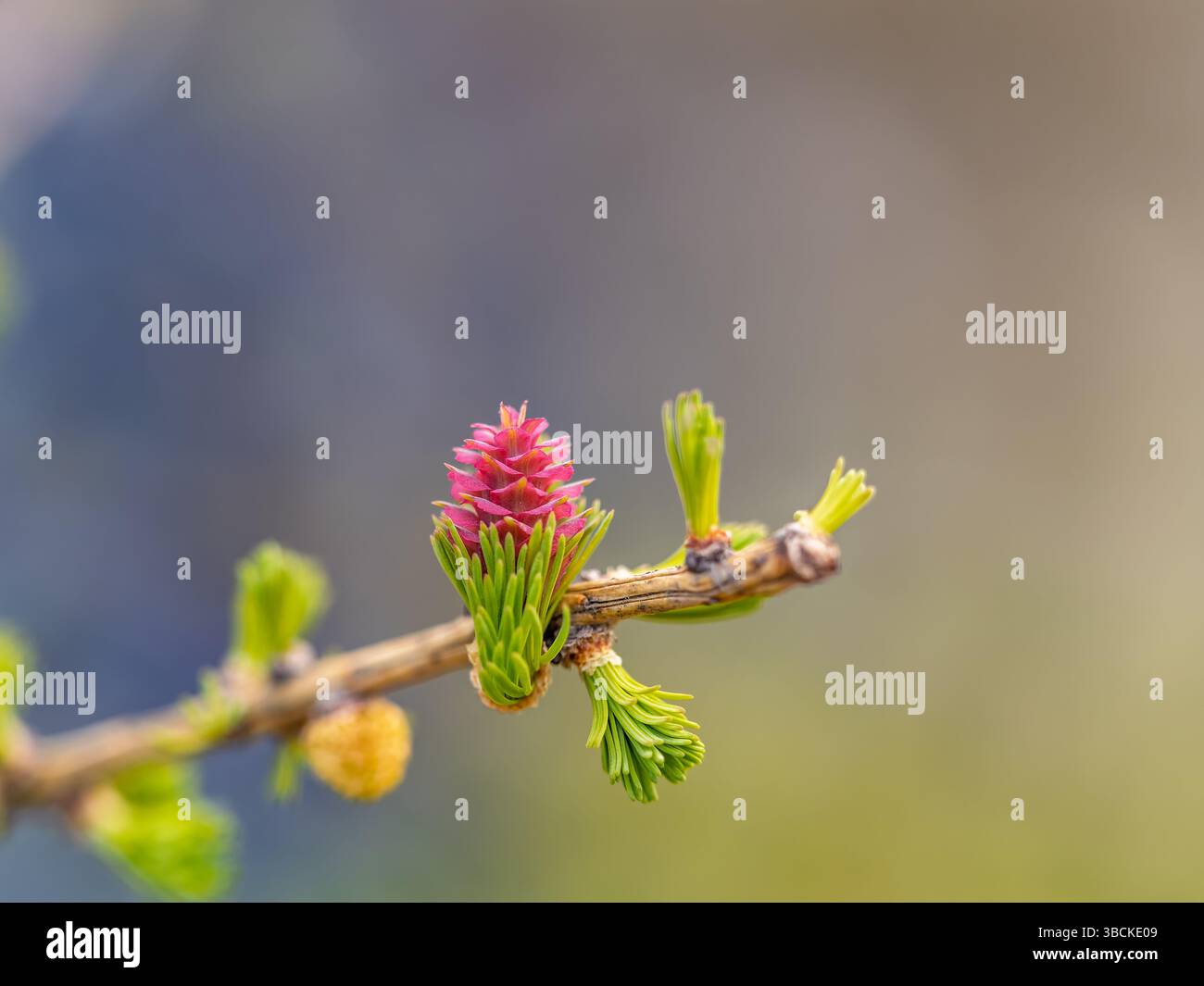 Larch tree fresh pink cones blossom at spring on nature background ...