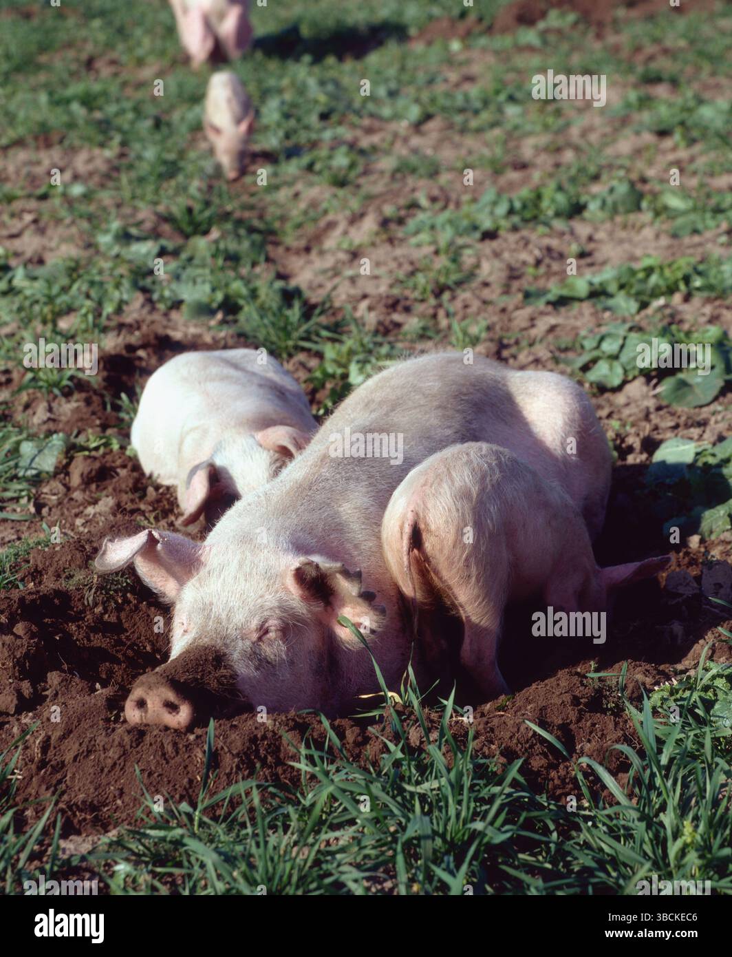 Domestic pigs, sow and piglets, pig, pigs Stock Photo - Alamy