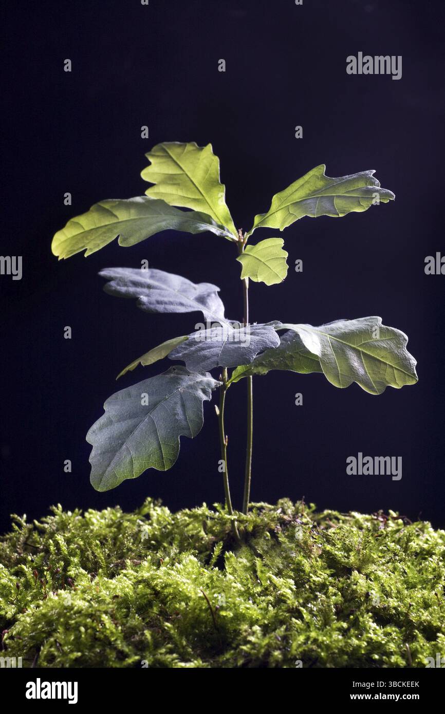 English oak (Quercus robur), seedling, development, growth Stock Photo ...