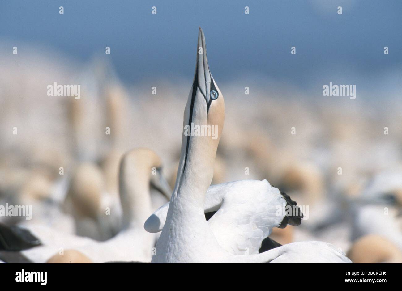 Cape gannet (Morus capensis) (Sula capensis), colony, South Africa ...