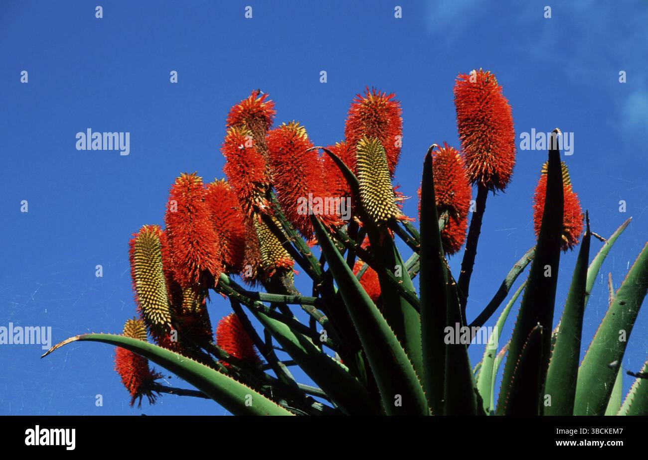 Aloe arborescens tree like hi-res stock photography and images - Alamy