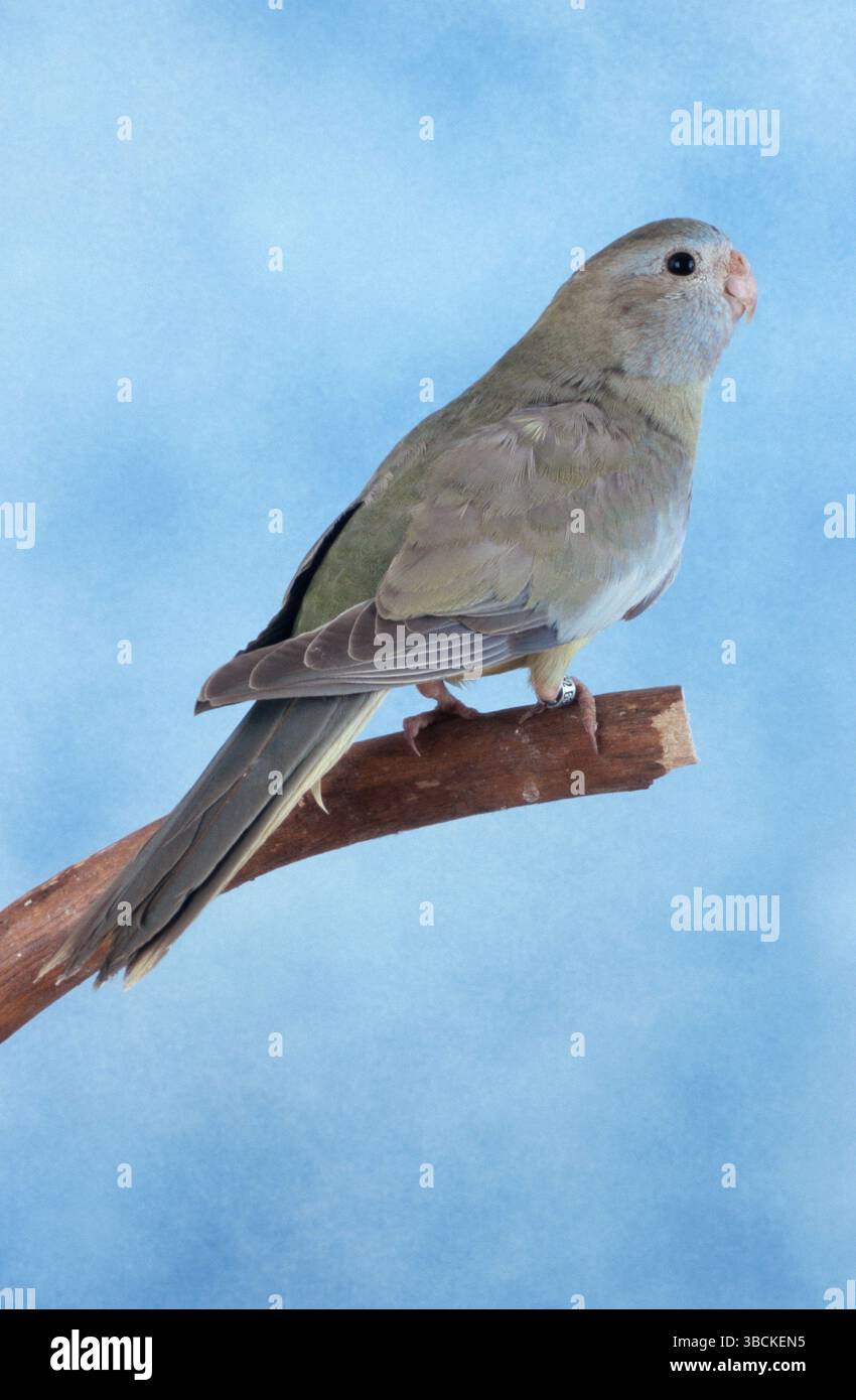 Scarlet-chested Parrot (Neophema splendida), female, female, breeding ...