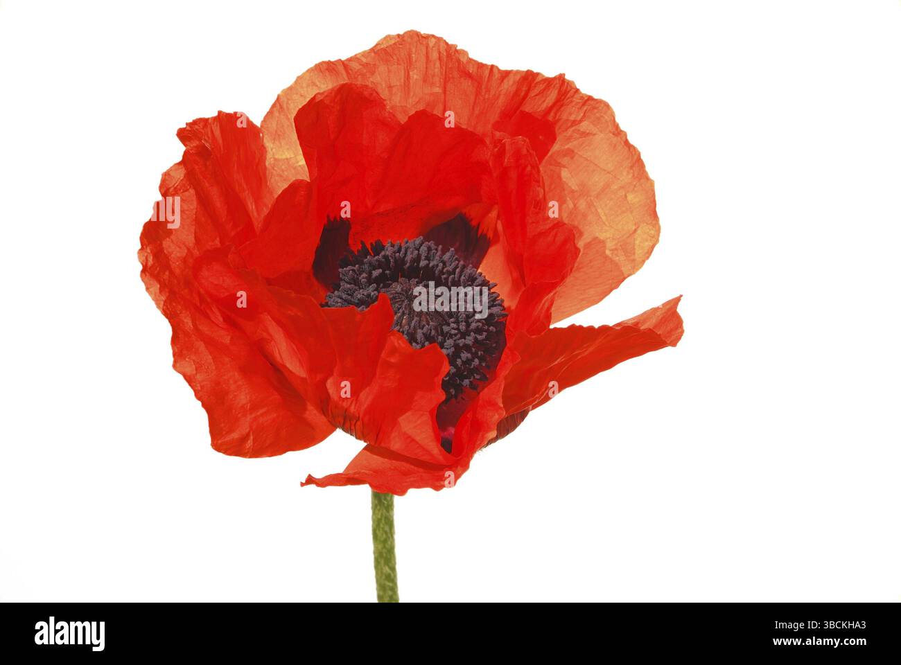 Turkish poppy Cut Out Stock Images & Pictures - Alamy