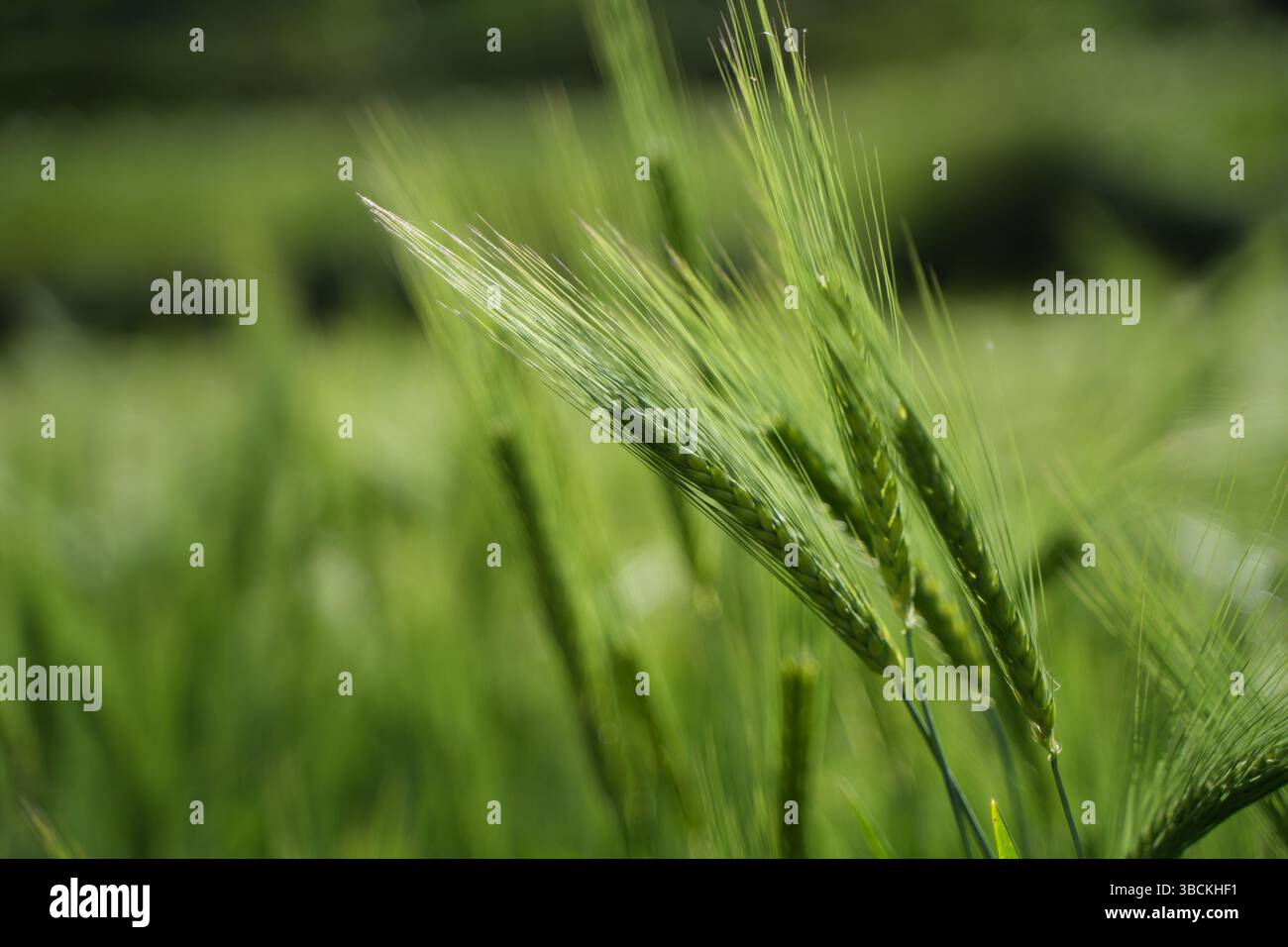 Wheat cultivated in the hilly regions of Himachal Pradesh Stock Photo ...