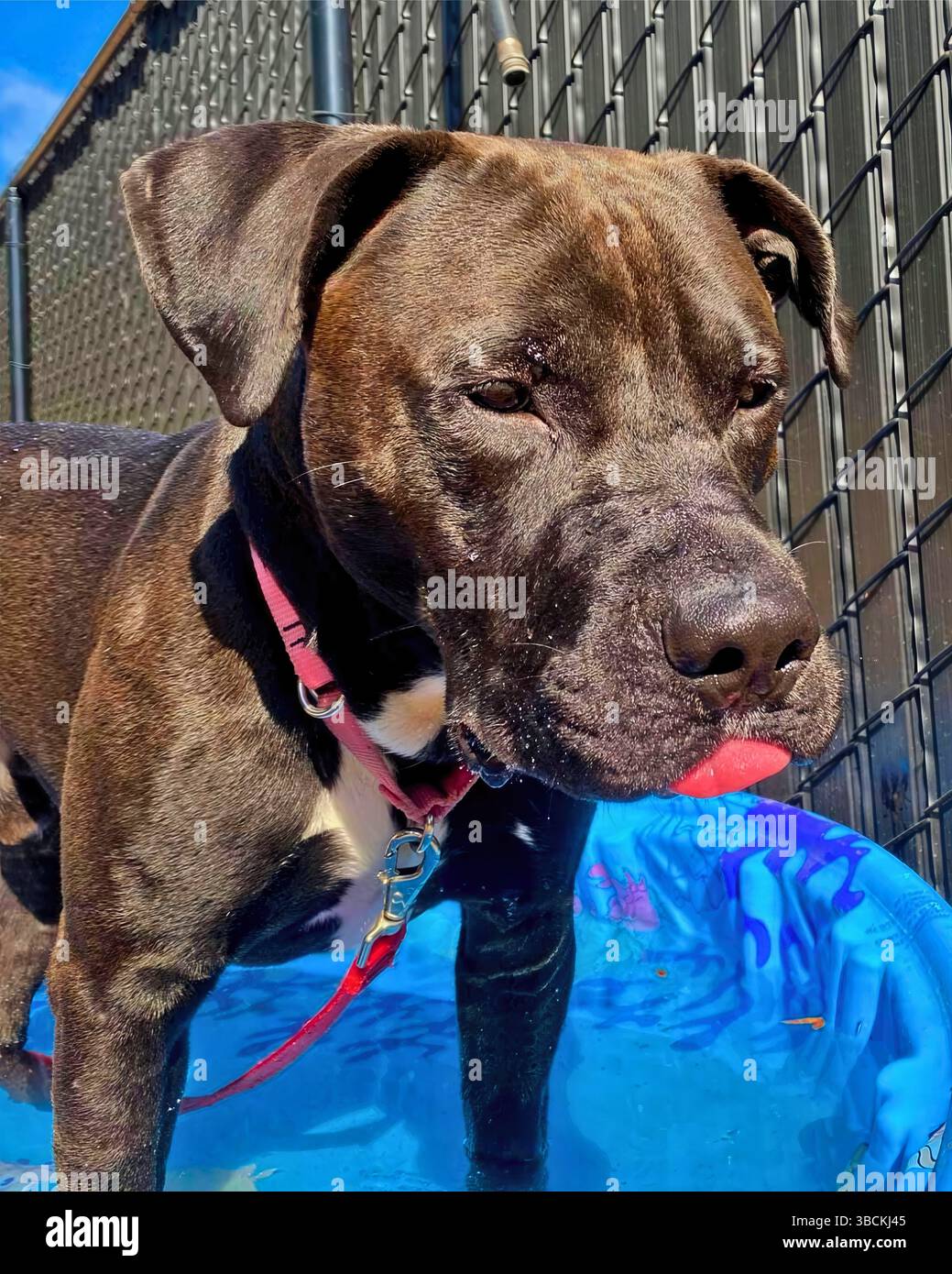 San Francisco, California, United States – April 8 2025: A brown ...