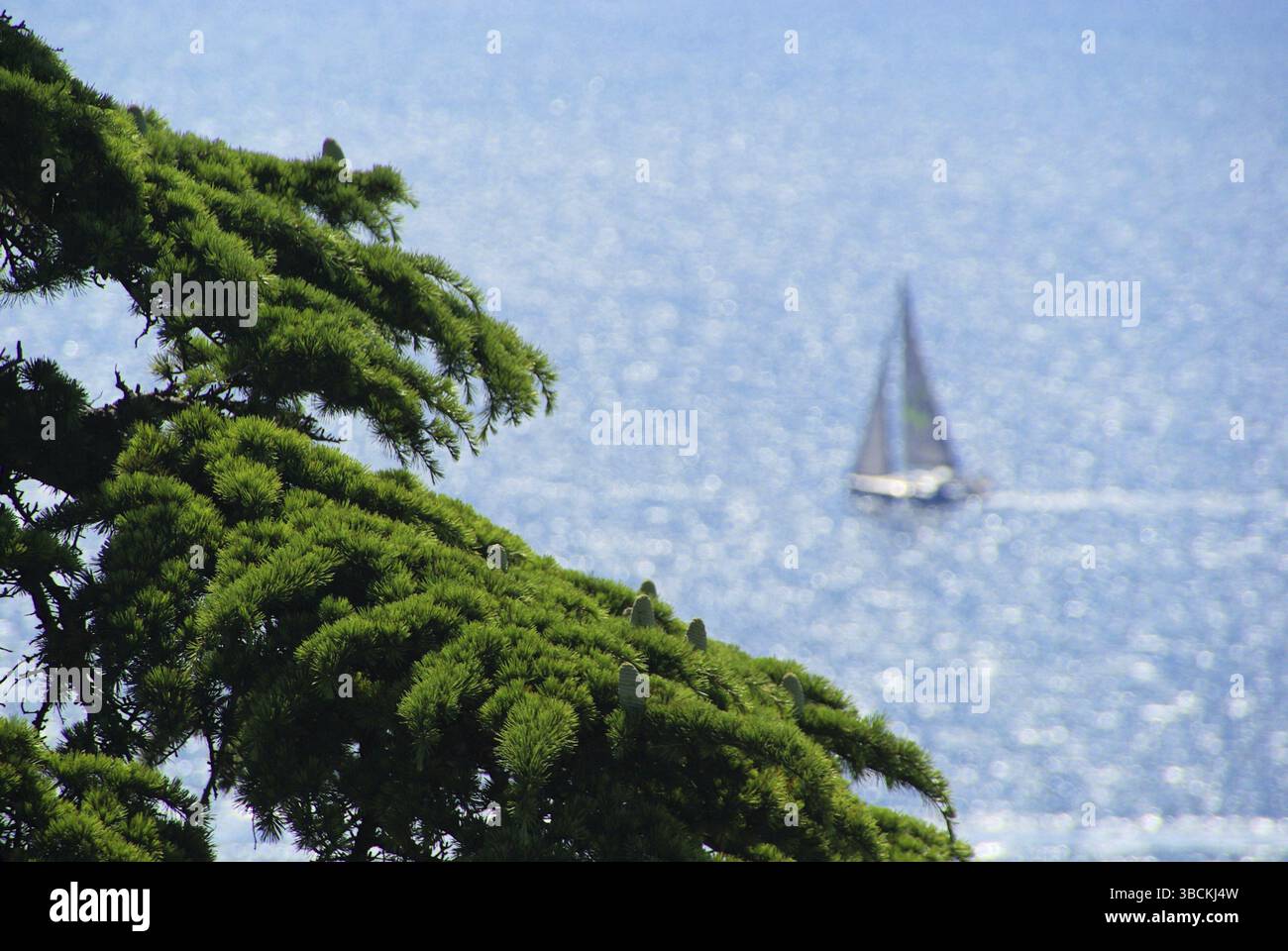 Sailing boat with cedar, cedar with sailing boat Stock Photo - Alamy