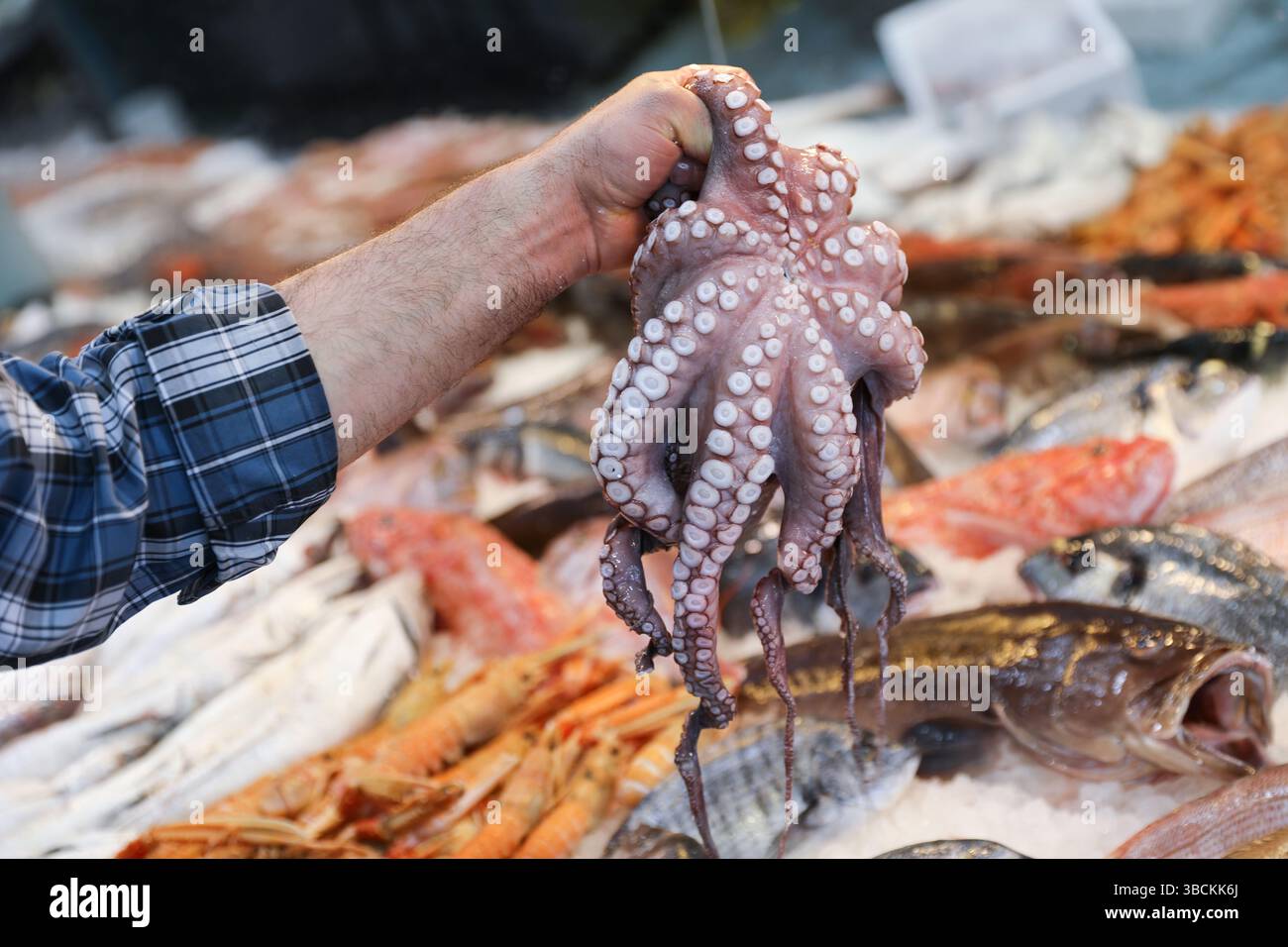 Various types freshly caught fish hi-res stock photography and images ...