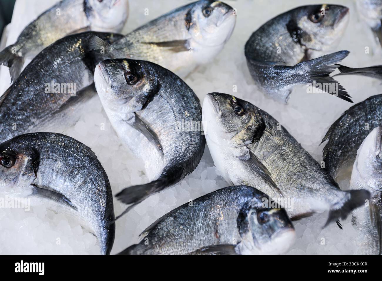 Fresh sea bass fishes on ice in Greek fish market. Horizontal. Daylight ...