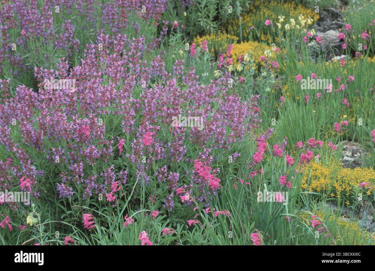 Common Sage, Common Sage (Salvia officinalis), spice plants, pot herbs ...