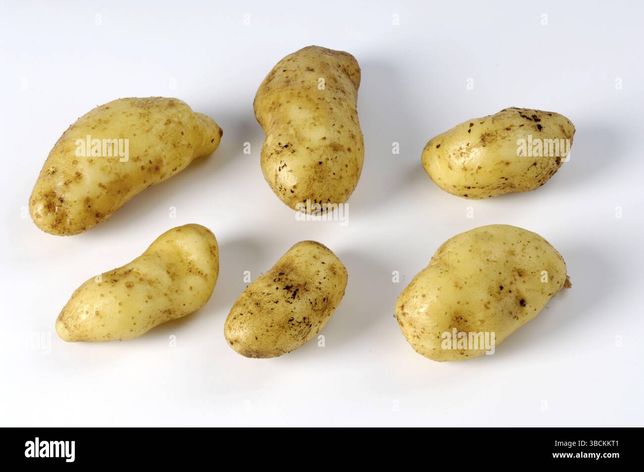 Potatoes 'La Ratte', potatoes (Solanum tuberosum) 'La Ratte', indoor ...