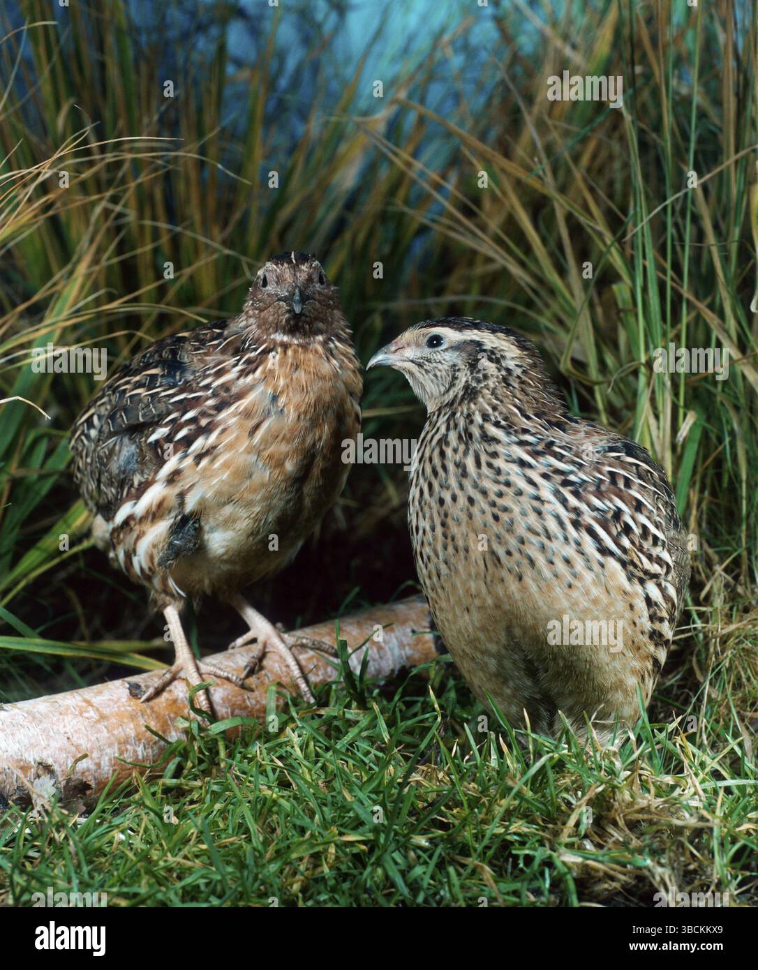 European quail (Coturnix coturnix), pair, European quail Stock Photo ...