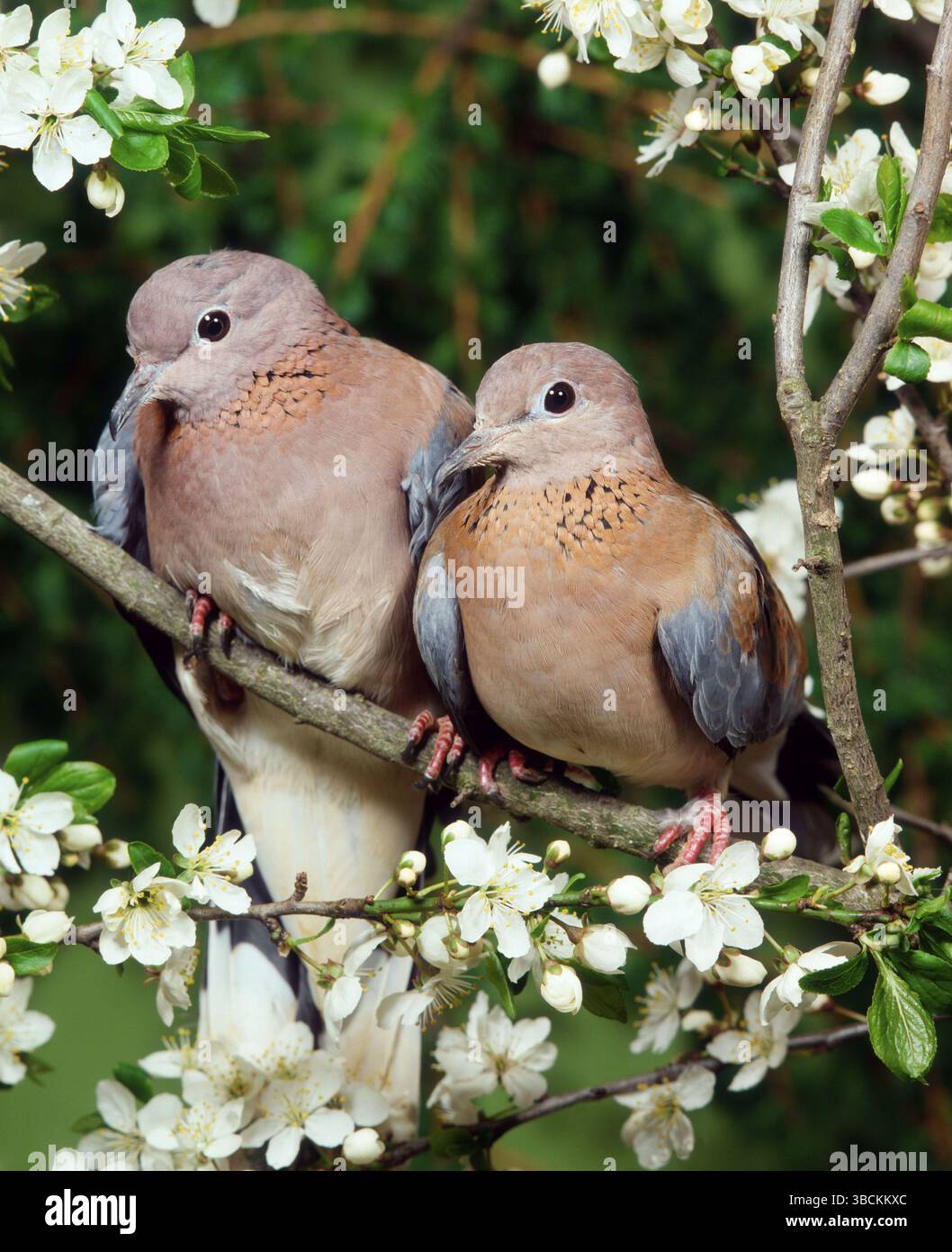 Laughing Doves (Streptopelia senegalensis), Senegal Dove Stock Photo ...