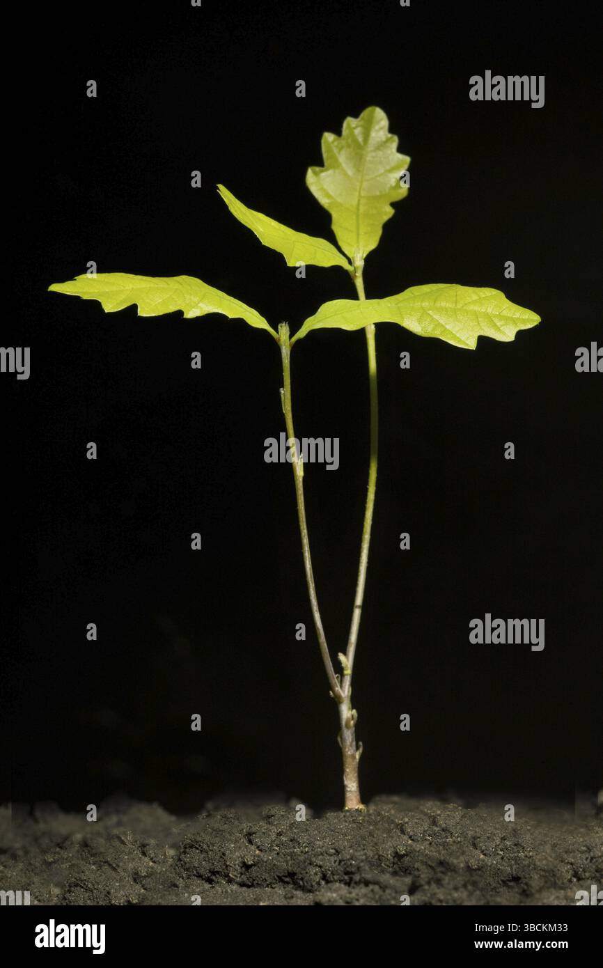 English oak (Quercus robur), seedling, development, growth Stock Photo ...