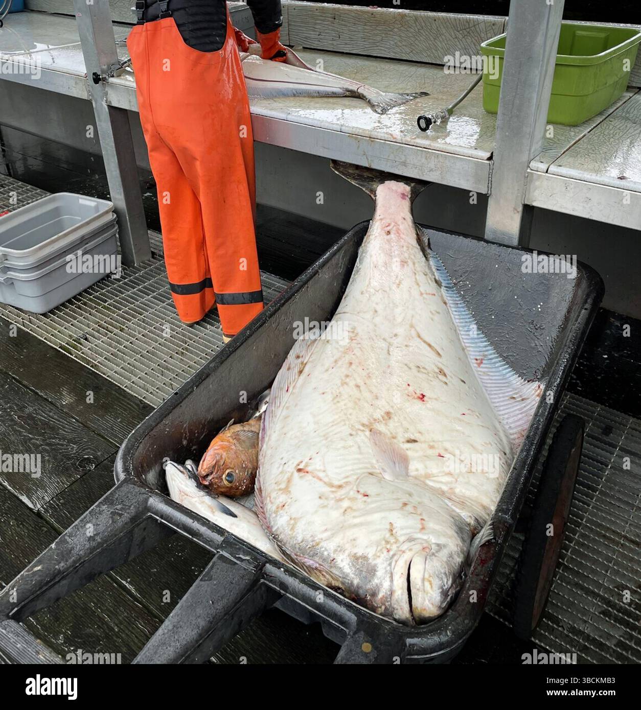 Seward Alaska. Exceptional fishing opportunities in one of the most ...