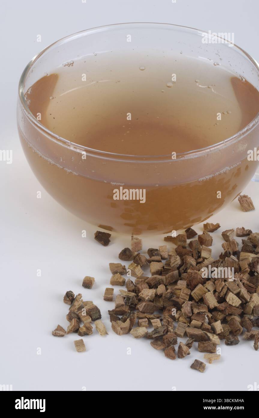 Cup of tea from oak English oak (Quercus robur), Cup of tea from oak ...