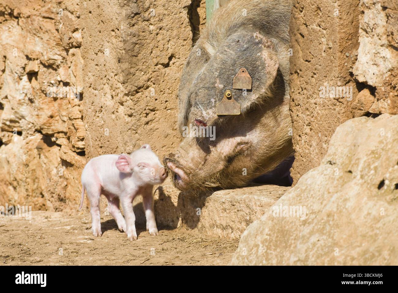 Domestic pigs, sow with piglets, Majorca, Balearic Islands, pig, pigs ...