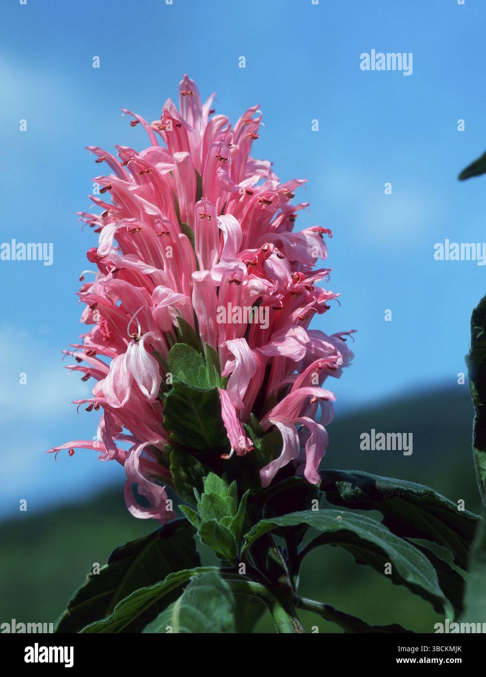 Plume flower jacobinia carnea hi-res stock photography and images - Alamy